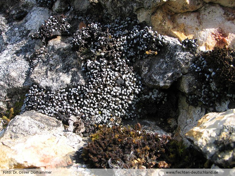 Verbreitung Toninia sedifolia (Scop.) Timdal | Flechten | Verbreitung ...